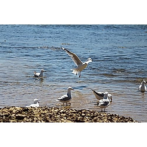 Canon EF-M 55-200mm f/4.5-6.3 Image Stabilization STM Lens (Black) International Version (No Warranty)