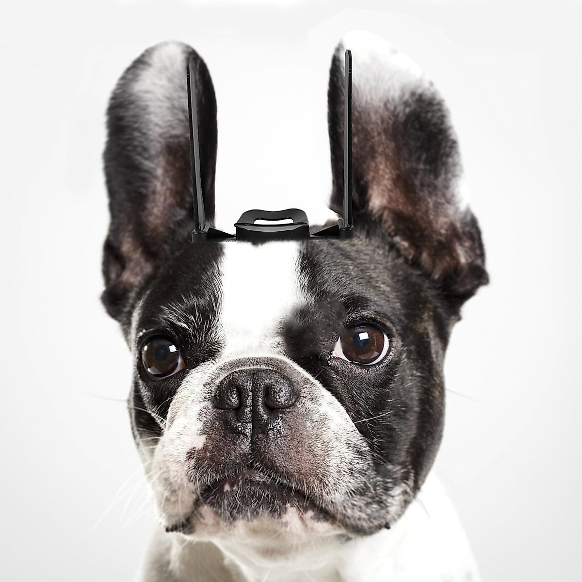 Angoily Dog Ear Posting Kit Doberman Ear Fixed Correction Vertical Holder Dog Ear Stand Support Tool Puppy Ear Support Tape Dog Ear Erector Pet Puppy Accessory