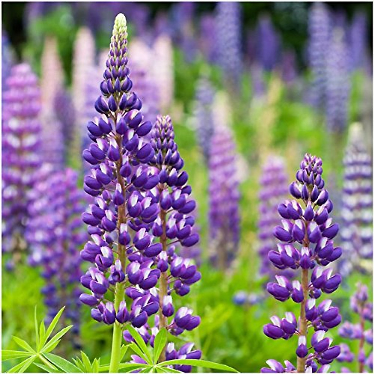 Seed Needs, Large 2.1 Ounce Package of 30,000+ All Perennial Wildflower Seed Mixture for Planting (99% Pure Live Seed Butterfly Attracting - NO Filler) 16 Species Varieties Perennial - Bulk