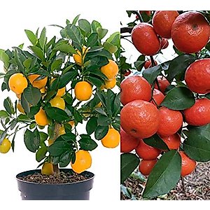 20+ Mandarin Orange Tree Seeds Dwarf Edible Fruit Citrus Fruit Plant Outdoor Plants Bonsai