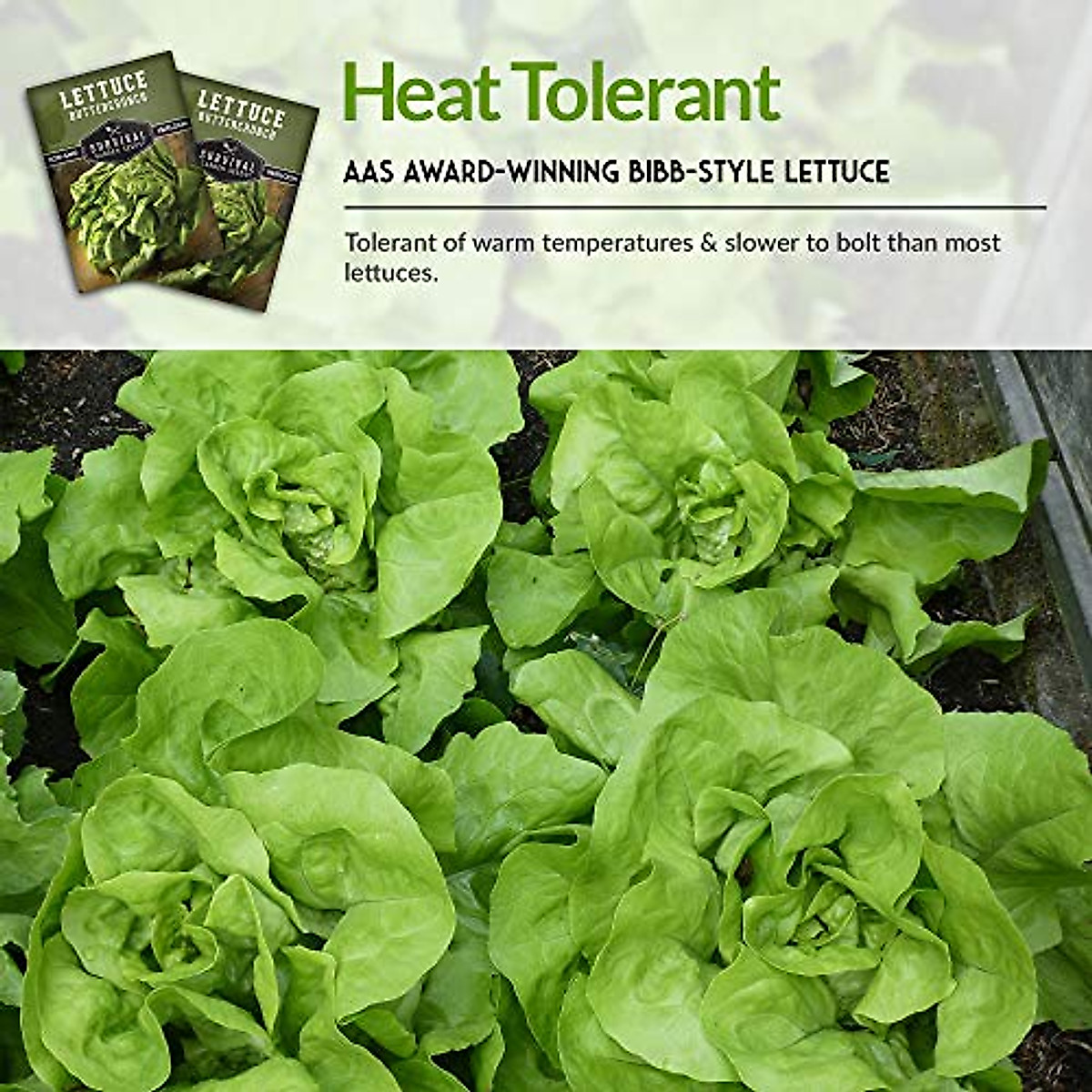 Survival Garden Seeds - Buttercrunch Lettuce Seed for Planting - Packet with Instructions to Plant and Grow Rose Tinted Bibb Style Lettuce in Your Home Vegetable Garden - Non-GMO Heirloom Variety