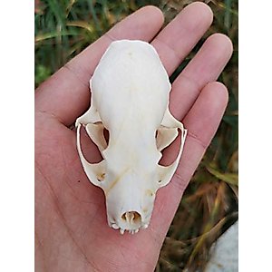 yllxyr.Asahi Weasel Skull Taxidermy Supplies Art Bone Vet Medicine 1:1