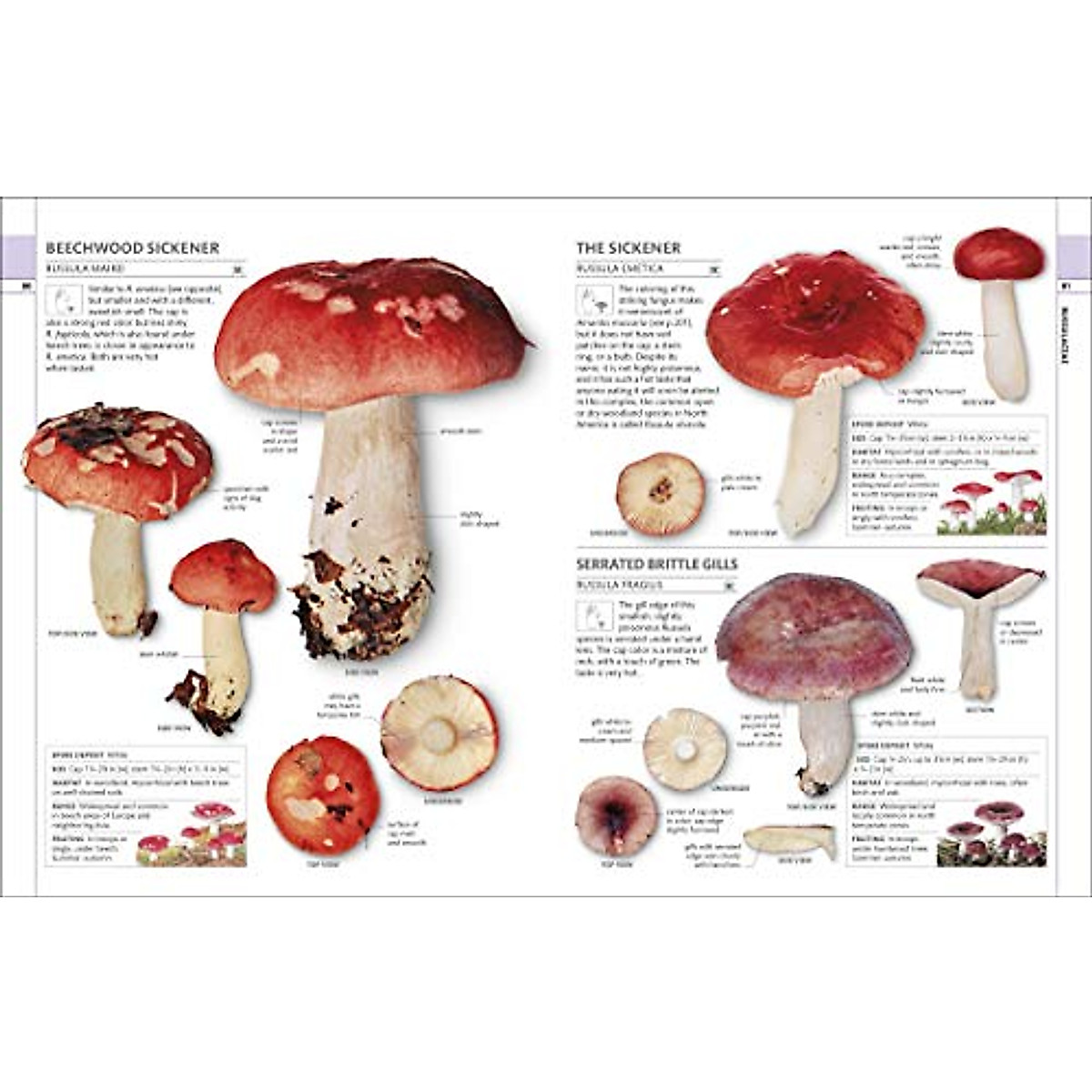 Mushrooms: How to Identify and Gather Wild Mushrooms and Other Fungi