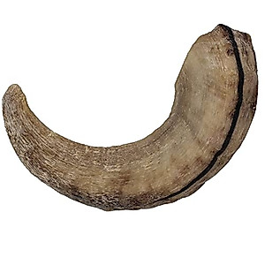Icelandic+ Plus Large Lamb Horn Dog Chew