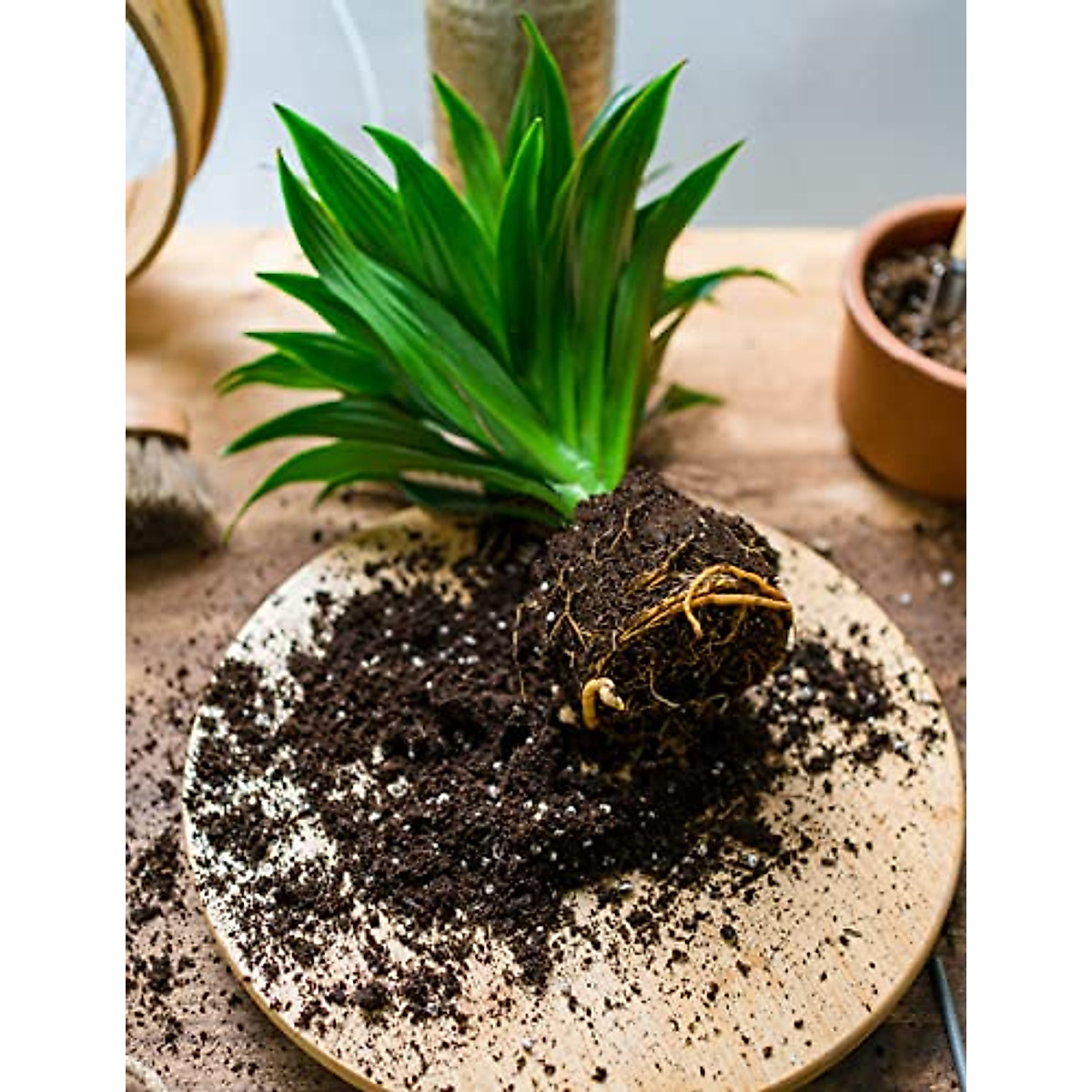 Sphagnum Peat Moss, Natural Bonsai Potting Mix, Succulent and Cactus Potting Soil, Organic Garden Growing Soil Amendment and Media, for Flowers, Vegetables, Herbs, Orchid, Indoor Houseplant, 3qt