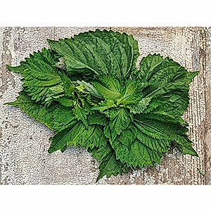 Gaea's Blessing Seeds - Green Shiso Seeds (Perilla), Heirloom Non-GMO Seeds with Easy to Follow Planting Instructions, Kaori Ao Shiso, Open-Pollinated, 94% Germination Rate