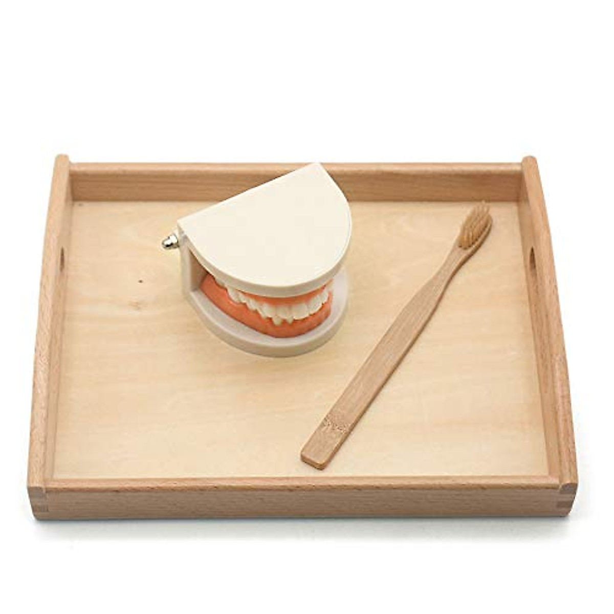 MEROCO Montessori Practical Life Brushing Teeth Model and Cards Montessori Homeschool Learning Preschool Toys for Toddlers