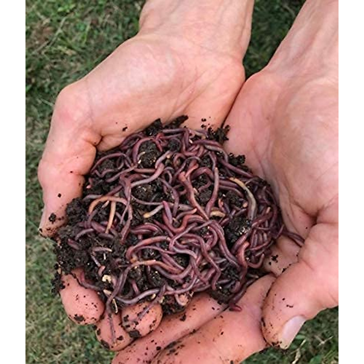 HomeGrownWorms.com - 500+ (1/2 LB) Live Red Wiggler Worms + Free Care Sheet! Sustainably Raised - Fast Live Delivery Guaranteed! Vermicomposting Garden Wrigglers Eisenia Fetida