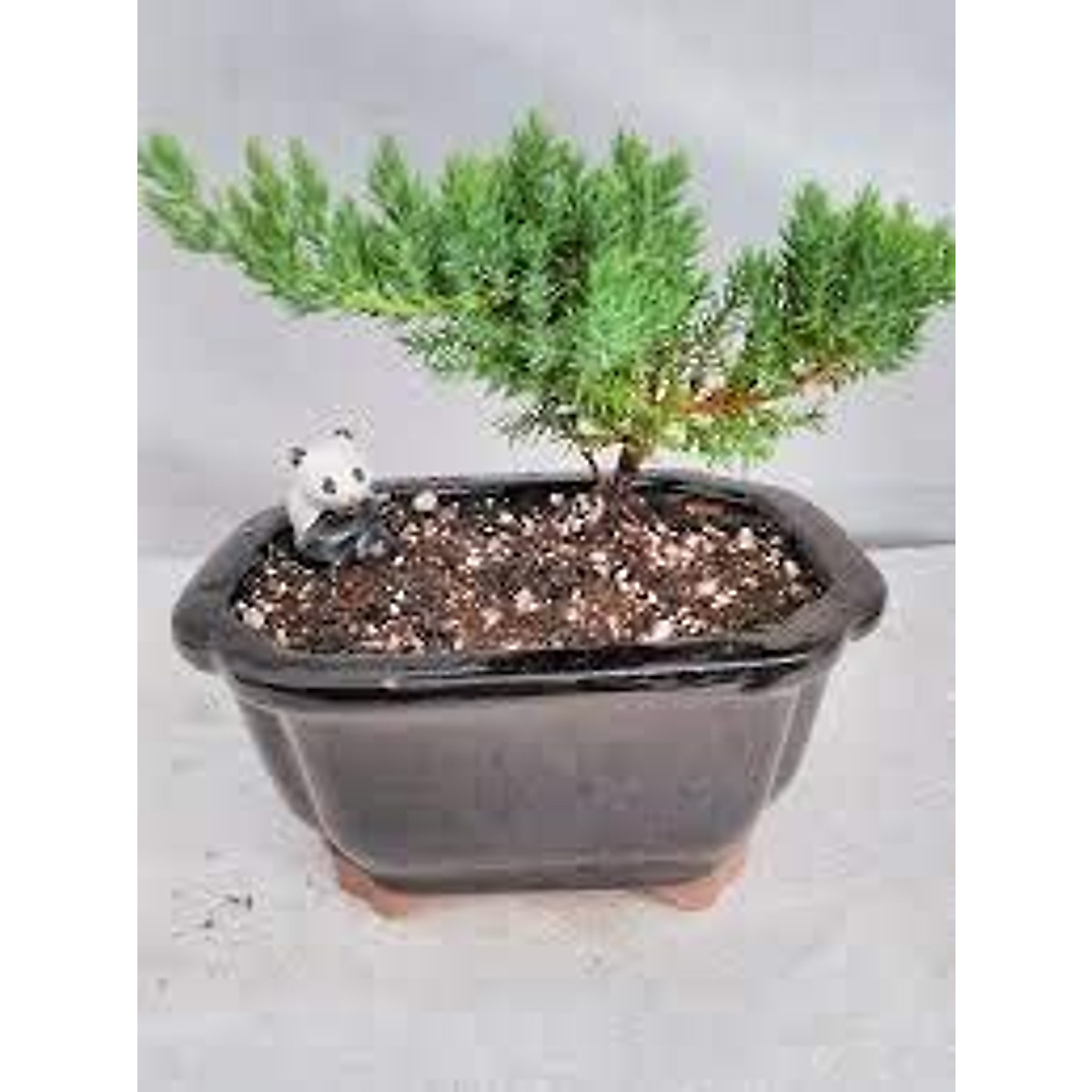 Juniper Bonsai-Panda-with Ceramic Bonsai Pots Unique from Jm Bamboo