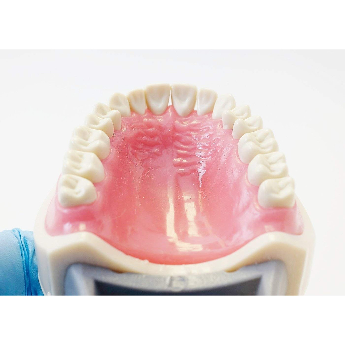 Dental Teaching Study Typodont Model 200 Style Kilgore Nissin Removable Teeth