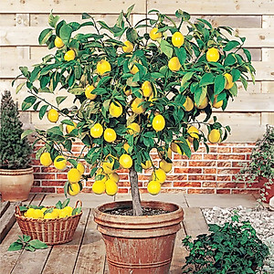 YEGAOL Garden 35Pcs Meyer Dwarf Lemon Tree Seeds Fragrant Broadleaf Evergreen Tree Low Maintenance Attract Bees & Butterflies Containers Potted Garden Plant Fruit Seeds