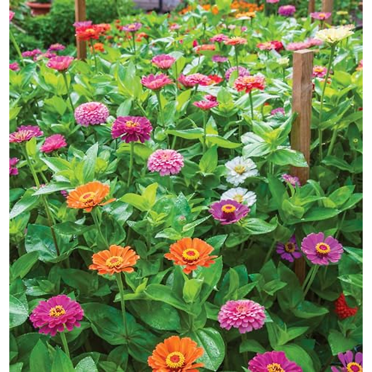 Burpee Giant Flowered Mixed Colors Zinnia Seeds 375 seeds