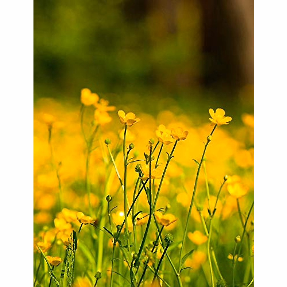 Western Buttercup Long Blooming Field Flower Seeds, 1000+ Seeds Per Packet, (Isla's Garden Seeds), Non GMO & Heirloom, Scientific Name: Ranunculus occidentalis, Great Home Garden Gift