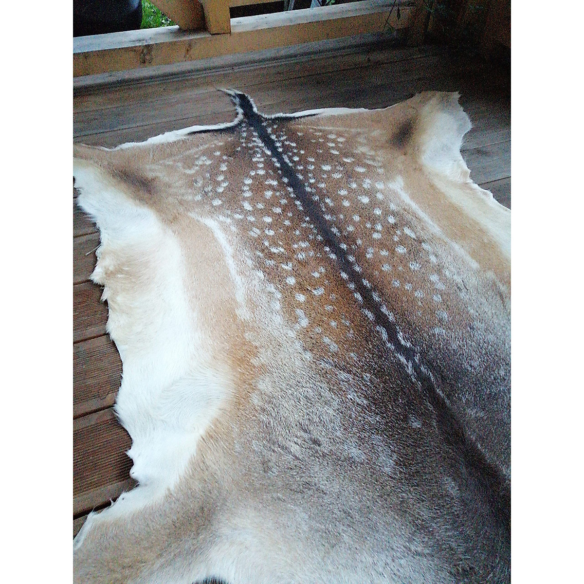 Robert Tartufferie Fallow Deer Skin Fur Hide pelt Rug Taxidermy Hunting Trophy