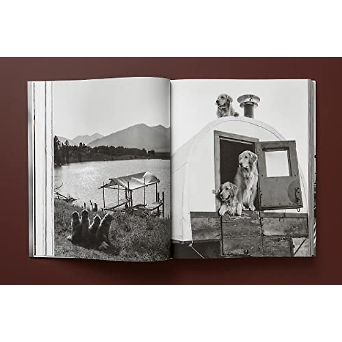 The Golden Retriever Photographic Society