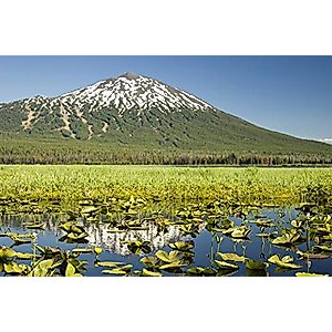 Posterazzi PDDUS38SWR0112 Lilly Pads, Marsh at Dutchman Flats, Near Sparks Lake, Eastern Oregon, USA Photo Print, 18 x 24, Multi
