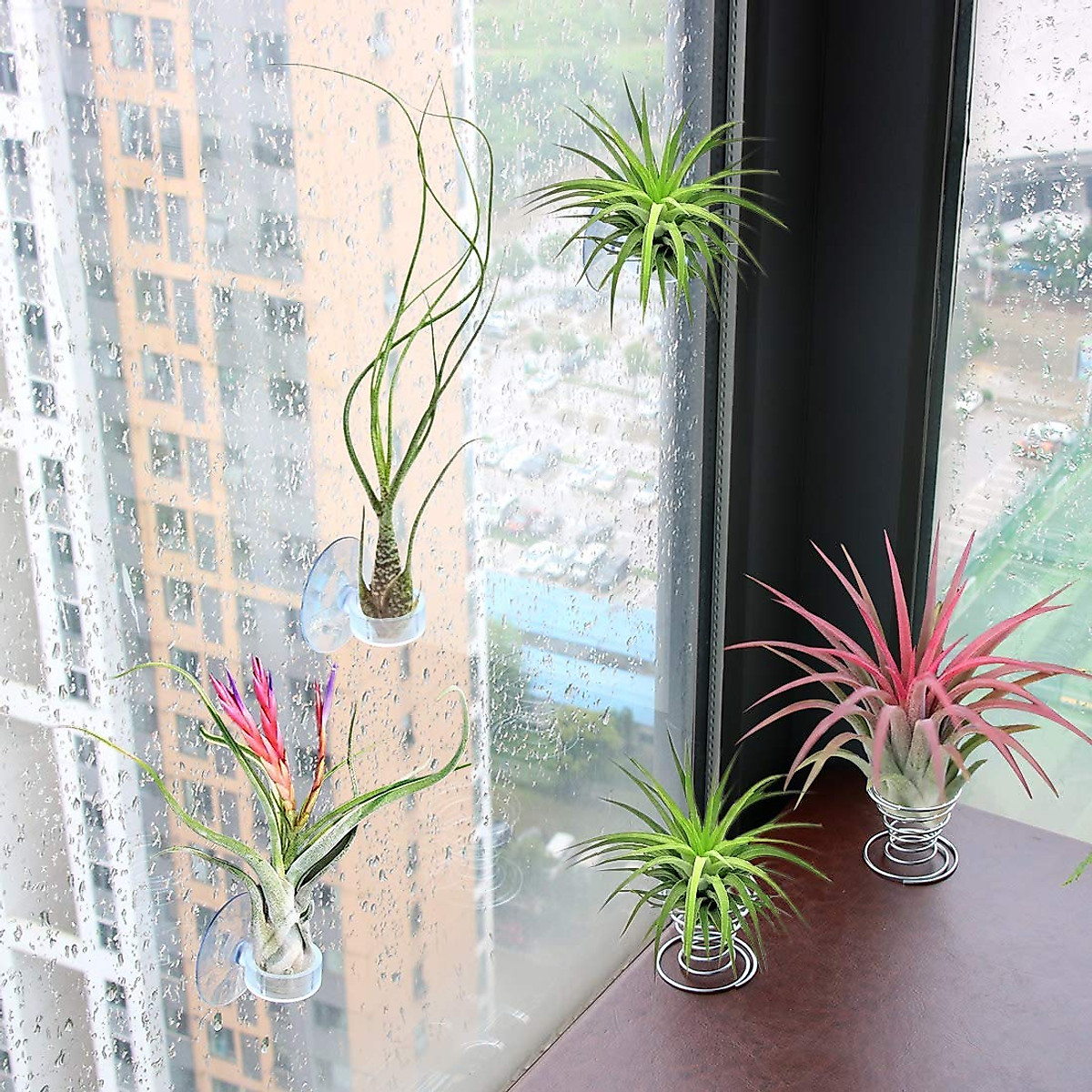 40 Pack Air Plant Stand Holder Tillandsia Airplant Container with Suction Cup Tabletop Planter Display Racks for Hanging Tillandsia House Plants