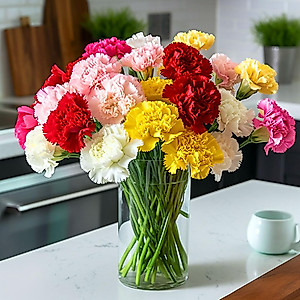 Fresh Flowers- 100 Assorted Carnations- Lovely Gift (OM)