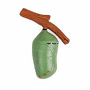 UANDME 4pcs Butterfly Life Cycle Kit Lifestyle Stages of Monarch Butterfly Teaching Tools for Kids, Students