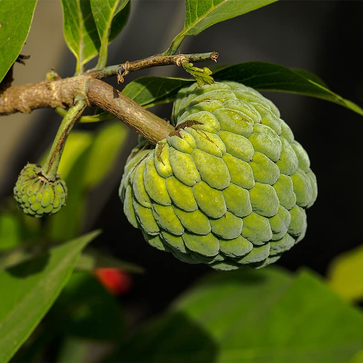 2 Sugar Apple Trees Plants Live 8 Inc Tall for Planting Ornaments Perennial Garden Simple to Grow Pots