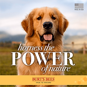 Burt's Bees for Dogs Natural Oatmeal Dog Shampoo with Colloidal Oat Flour & Honey | Moisturizing Oatmeal Dog Shampoo | Cruelty Free, Sulfate & Paraben Free, pH Balanced for Dogs -16 Oz 2 Pack