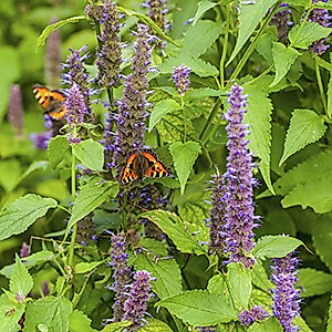 Outsidepride Agastache Anise Hyssop Herb Garden Plant Seed - 10000 Seeds