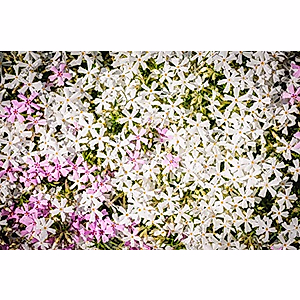 Mountain Phlox Flower Seeds, 1000+ Flower Seeds Per Packet, Non GMO & Heirloom Seeds, (Isla's Garden Seeds), Scientific Name: Phlox stansburyi