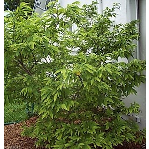 Jamaican Custard Apple Tree (10 Seeds) AKA bullock's Heart,Jamaican Apple !