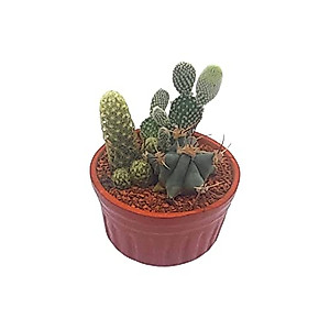 Cactus Garden, 3 Different Cacti in a 4 inch Terracotta Ceramic Pot, Dish Liner, Assorted Cacti, Variety Assortment, House Plant Gift