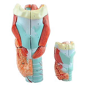 Professional Magnified Human Larynx Joint Simulation Model Medical Anatomy Type:YR-H-XC-301