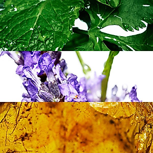 Cool Water By Davidoff For Men. Mild Deodorant Spray 2.5 Ounce, 1 Count