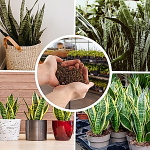 Snake Plant Potting Soil Mix (4 Quarts), Specialized Blend for Green Sansevieria Trifascatia Zeylanica Plants