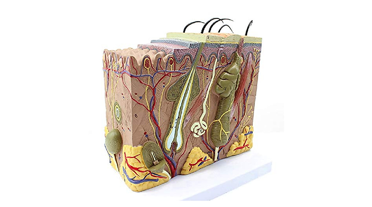 3D Skin Anatomical Model for Teaching & Communication