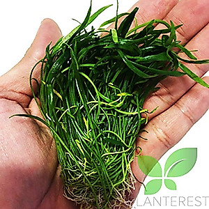 Planterest – Micro Sword Clump Easy Carpet Live Aquarium Plant Decorations BUY2GET1FREE