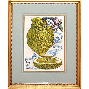 Plate 337: Alla Lima Citrata Oblonga Sive Scabiosa et Mostrosa