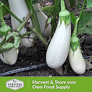 Survival Garden Seeds - Snowy Eggplant Seed for Planting - Packet with Instructions to Plant and Grow White Eggplant (Aubergine) in Your Home Vegetable Garden - Non-GMO Heirloom Variety