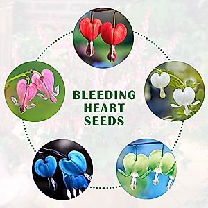 GARDENS 60 Pcs Mix Bleeding Heart Seeds for Planting Non-GMO Flower Seeds for Home Garden Decor Easy to Grow