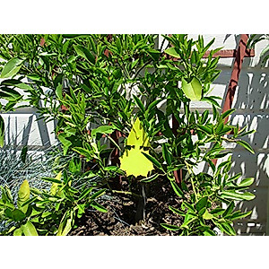 Yellow Dual Sticky Fly Traps (10 Pack) for Fruit Fly Gnat Whiteflies Fungus Gnats Small Insects Houseplant Eco Friendly 21C Save A Garden Flower Shape