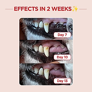 JAYU PET Dental Care Brush (Edge Bristles) 1ea - Micro Round Head Toothbrush for Cats & Small Dogs with End-tuft Diagonal-Shaped Bristles & Easy Grip Handle