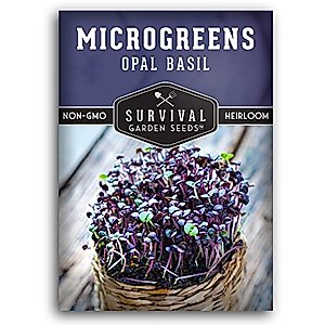 Survival Garden Seeds Opal Basil Microgreens for Sprouting and Growing - Seed to Sprout Green Leafy Micro Vegetable Plants Indoors - Grow Your Own Mini Windowsill Garden - Non-GMO Heirloom Variety