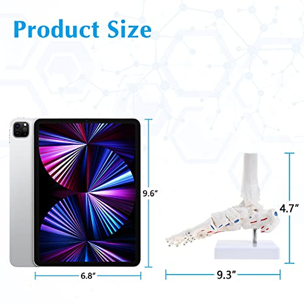 SKUMOD Human Foot and Ankle Skeletal Model with Tibia and Fibula parts, Flexible Foot Bone Structure Model