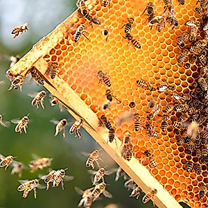 MayBee Hives-Deep or Brood Size Beehive Frames and Foundations,10 Pack Honey Bee Frames with 100% Beeswax Coated Food Grade Foundation Sheets, 9-1/8-Inch(Yellow)