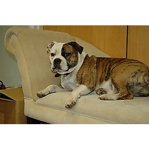 PET CORRECTOR Dog Trainer, 50ml. 8 Pack- Stops Barking, Jumping Up, Place Avoidance, Food Stealing, Dog Fights & Attacks. Help stop unwanted dog behaviour. Easy to use, safe, humane and effective.