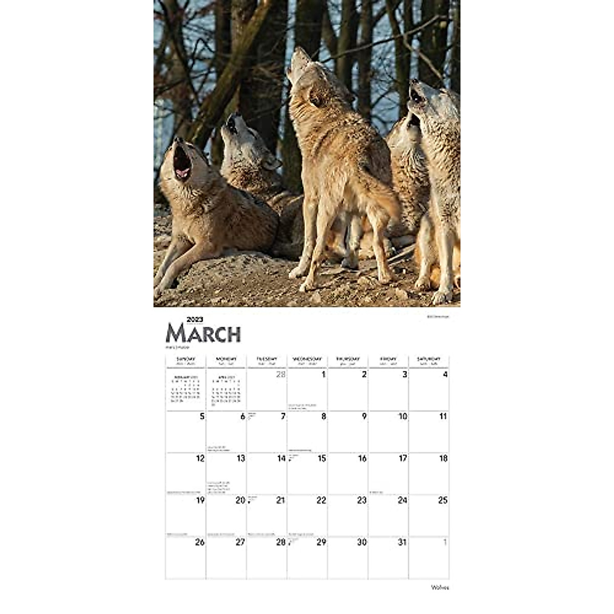 Wolves | 2023 12 x 24 Inch Monthly Square Wall Calendar | Foil Stamped Cover | BrownTrout | Wildlife Animals