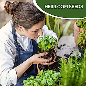 20 Most Needed Spice Seeds for Home Gardening - Kitchen & Culinary Herb Plant Seeds for Indoor, Outdoor, and Hydroponic Growing, Including Basil, Parsley, Rosemary, Mint & More