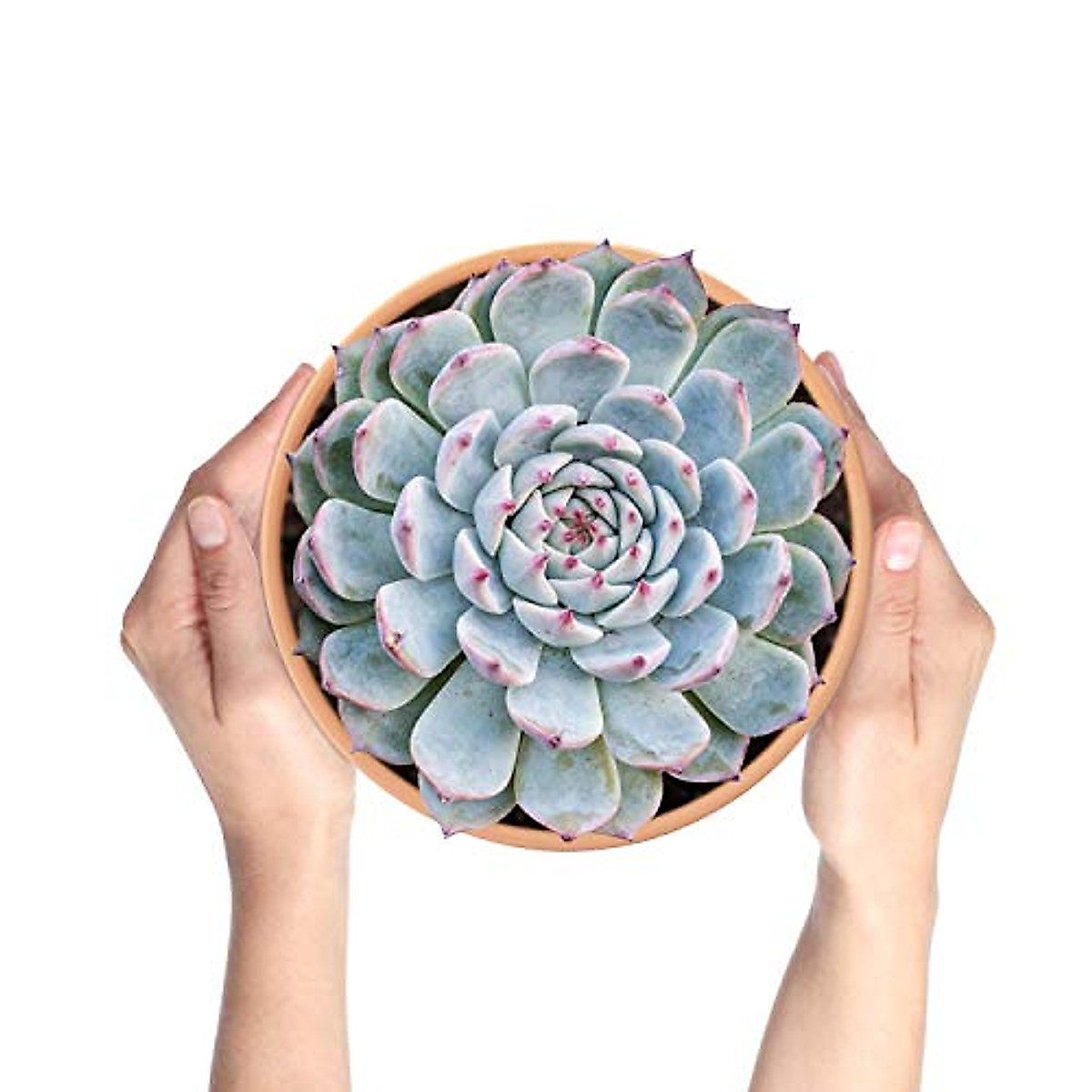 Clay Pots for Plants with Drainage Hole, 4 Pack Large Terra Cotta Plant Pot, 7.67 Inch Terra Cotta Pot Ceramic Pottery Planter Cactus Flower Pots Succulent Pot