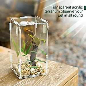 BETAZOOER Acrylic Mini Reptile Tank Habitat Transparent Terrariums with Locking Latch Suitable for Tarantula Isopod Roach Invertebrates (8''x6''x14'')