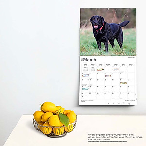 The Beauty of Black Labrador Retrievers | 2024 14 x 24 Inch Monthly Deluxe Wall Calendar | Sticker Sheet | StarGifts | Animal Dog Breeds