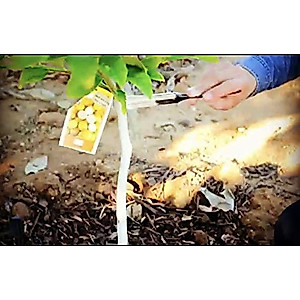 IV Organic 3-in-1 Plant Guard, 1 Pint (Greige)