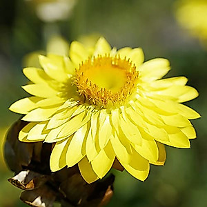 Everlasting Flower Seeds Paper Daisy, Strawflower Low Maintenance Cut Flowers Annual Perennial Rock Garden Cottage Garden Bed Border Outdoor 100Pcs by YEGAOL Garden